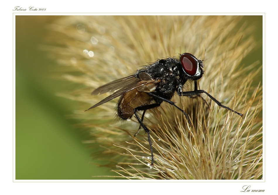 La mosca Foto % Immagini| macro e close up, macro di insetti, macro ...