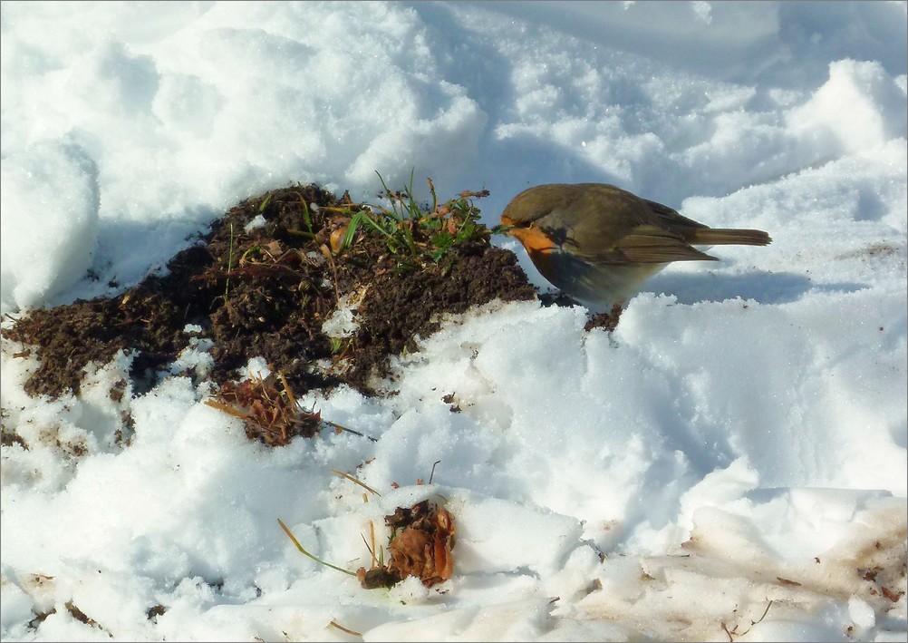 *la motte de terre* photo et image | animaux, animaux sauvages, oiseaux ...