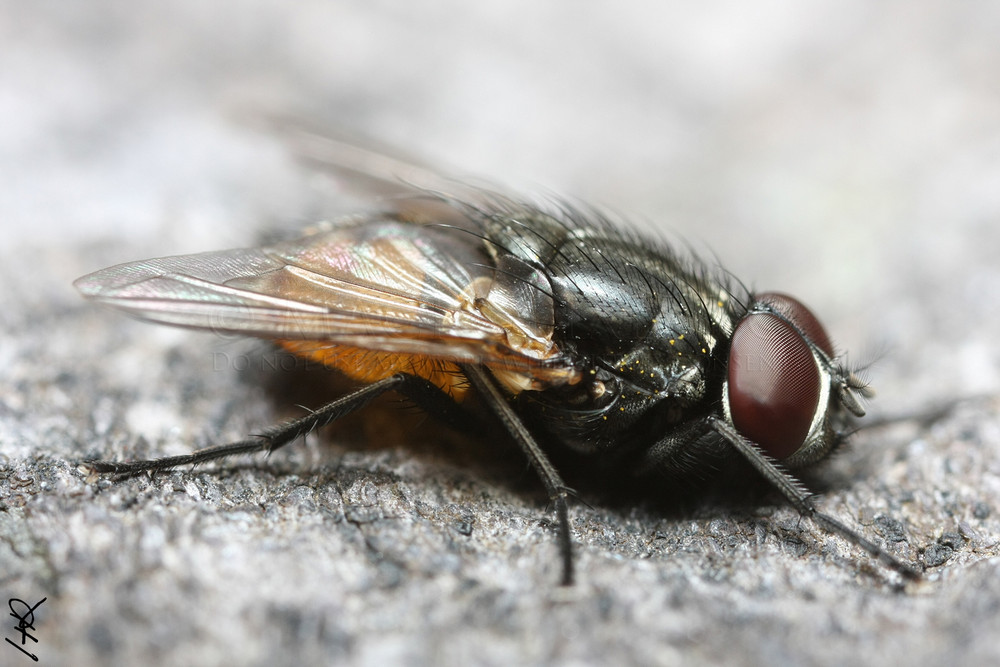 La mouche photo et image | macro nature, macro insectes, nature Images ...