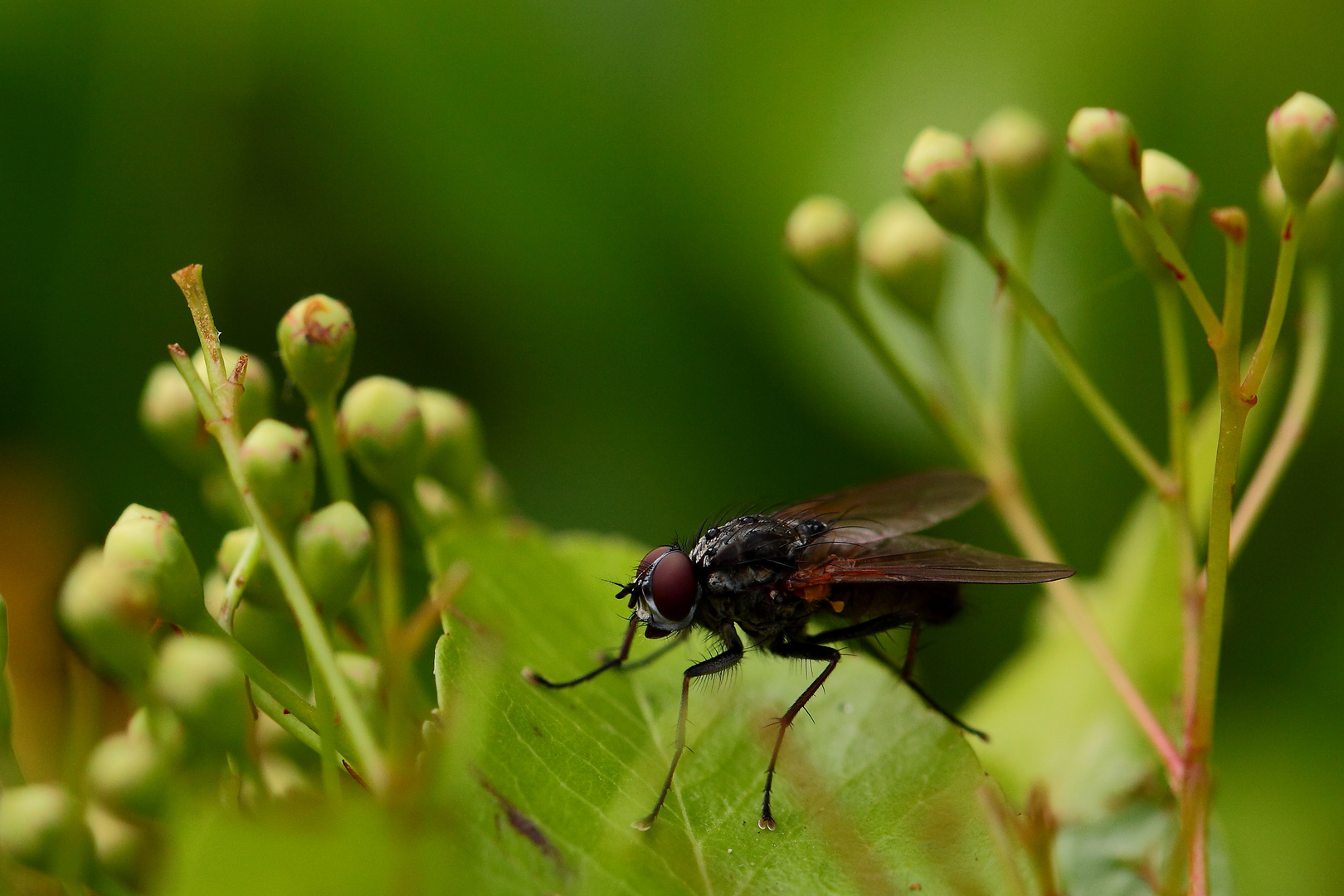 la mouche photo et image | macro nature, macro insectes, macro - proxi ...