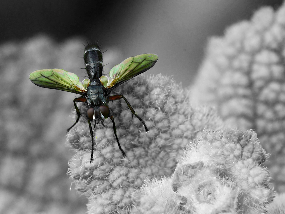 la mouche !!!!! photo et image | macro nature, macro insectes, divers ...