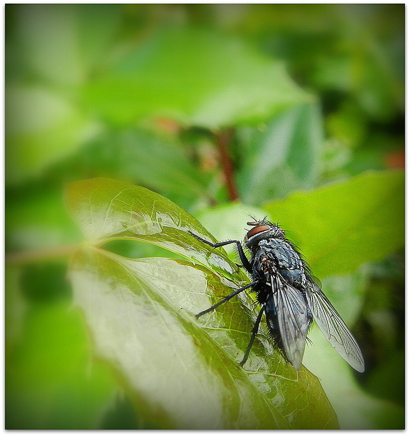 la mouche photo et image | macros, nature, macro Images fotocommunity