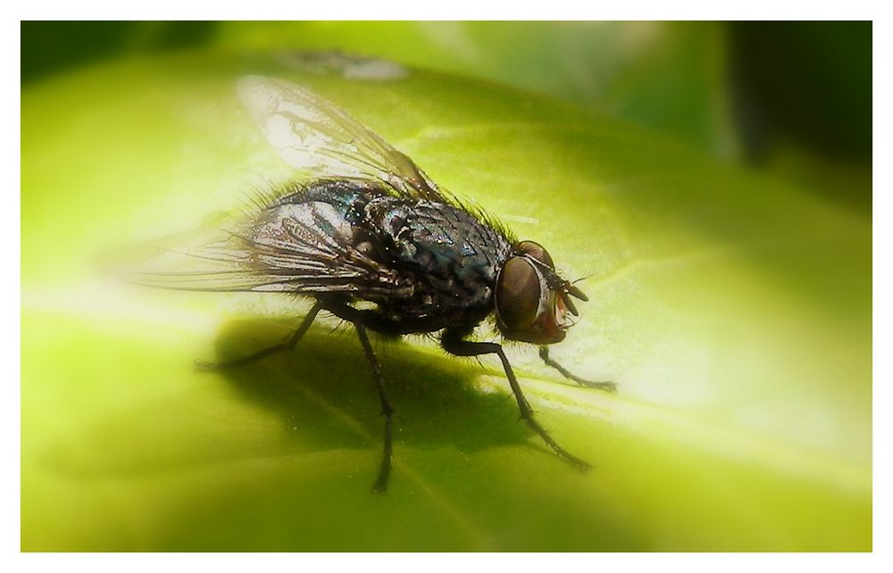 la mouche photo et image | macro nature, macros, nature Images ...