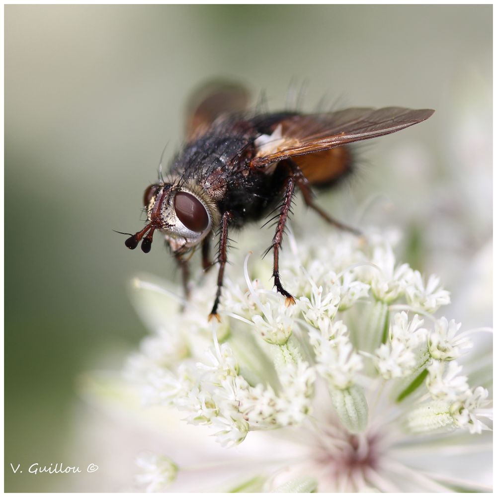 LA MOUCHE photo et image | macro nature, macro insectes, animaux Images ...