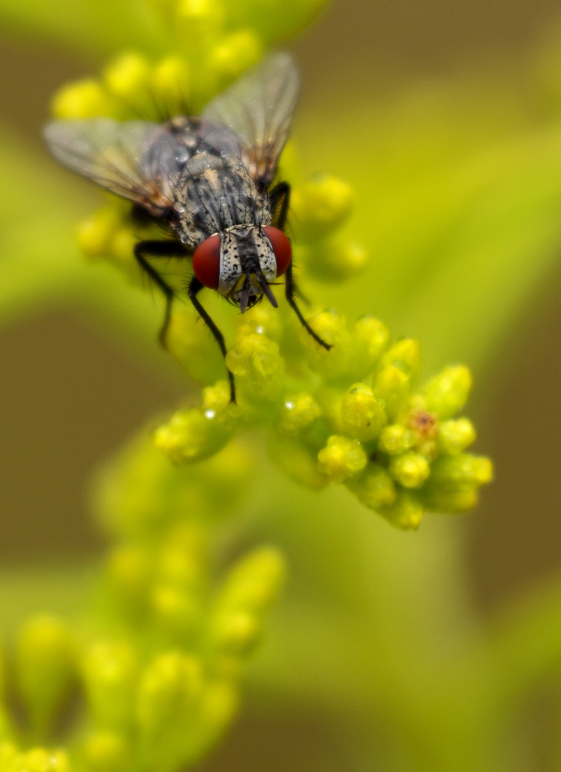 la mouche photo et image | nature, macro, insectes Images fotocommunity
