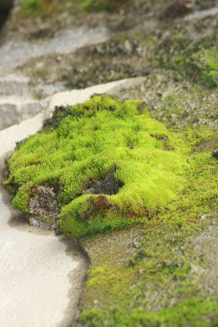 la mousse... photo et image | plantes, champignons & lichens, nature ...