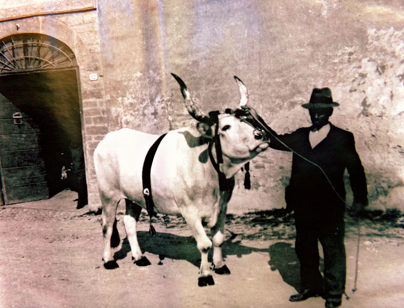 La mucca fa muu muu Foto % Immagini| restauri di vecchie fotografie ...