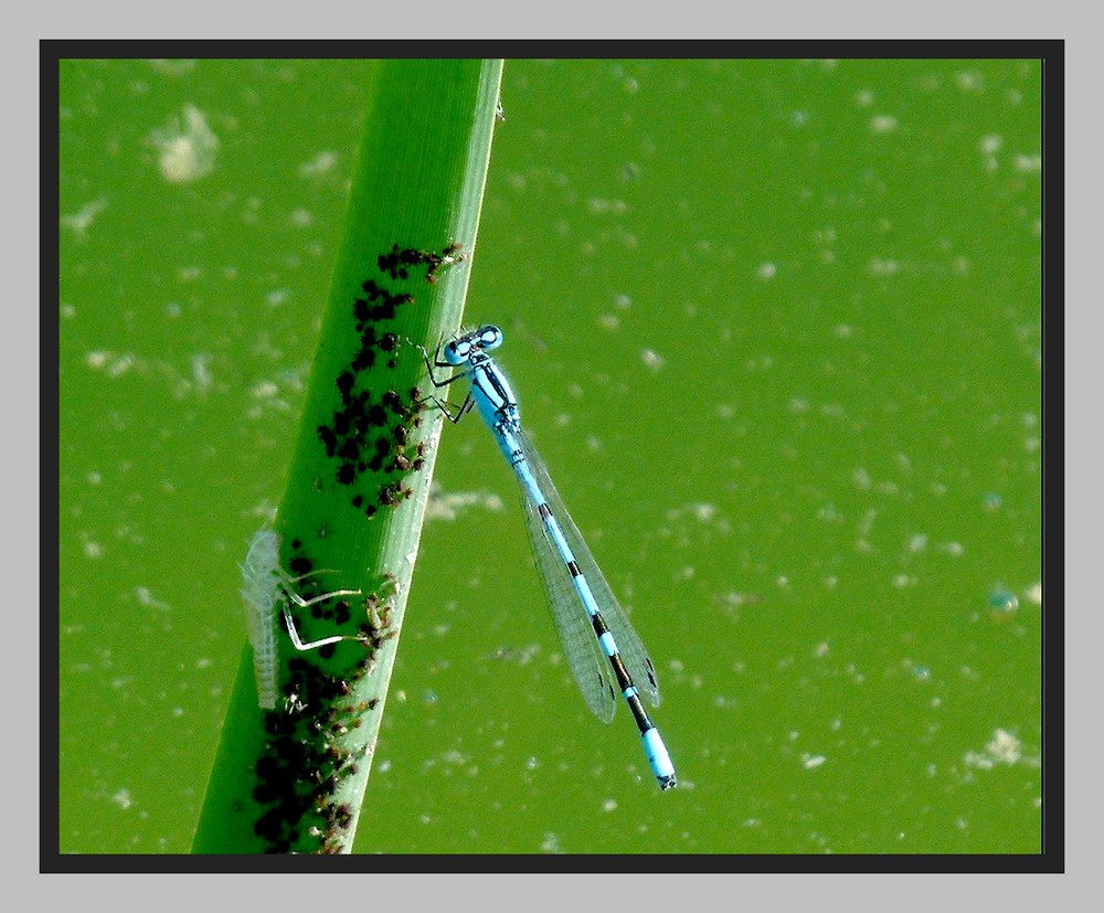 *la mue & la libellule* photo et image | macro nature, macro insectes ...