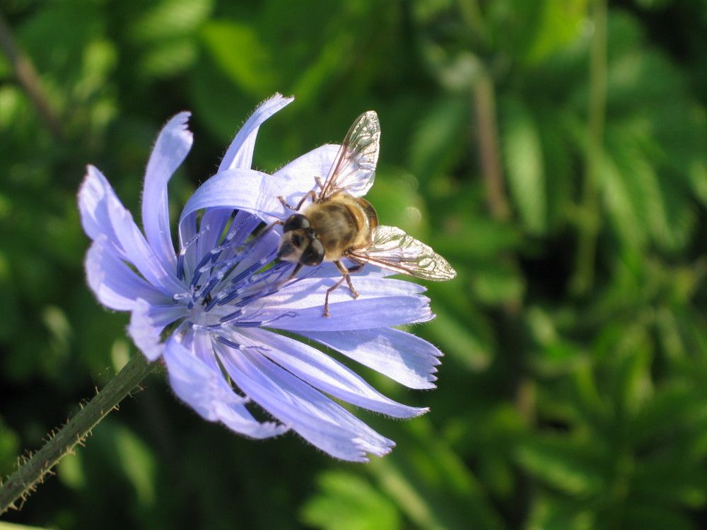 la nature en Alsace photo et image | macro nature, macro insectes ...