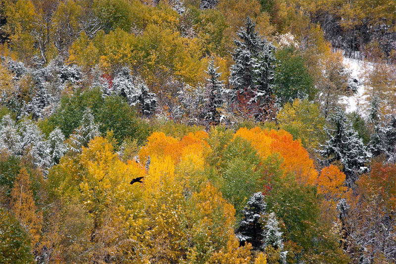 La neige et l'automne 2 Foto % Immagini| paesaggi, montagna, natura ...