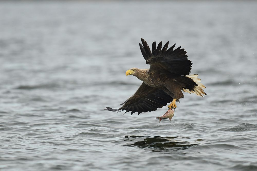 la peche de pygargue photo et image | animaux, animaux sauvages ...