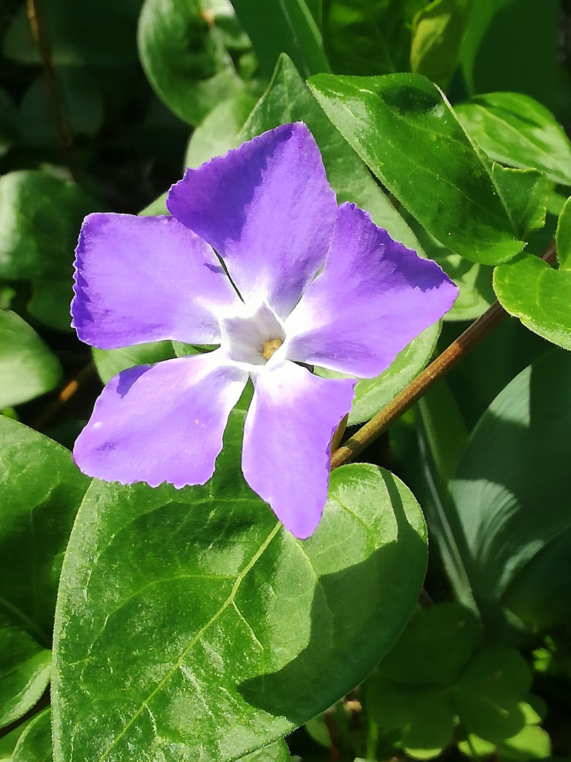 La Pervenche photo et image | animations photographiques, un jour - une ...