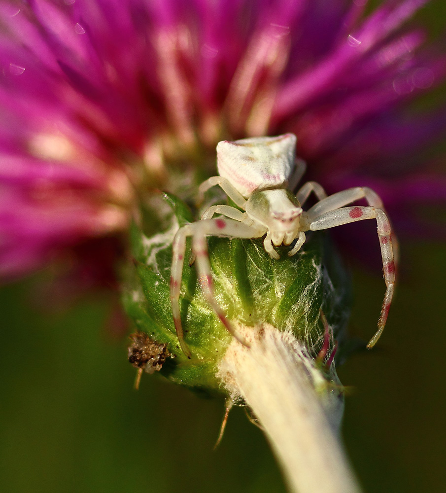 la petite araignée photo et image | macro nature, araignées, divers ...