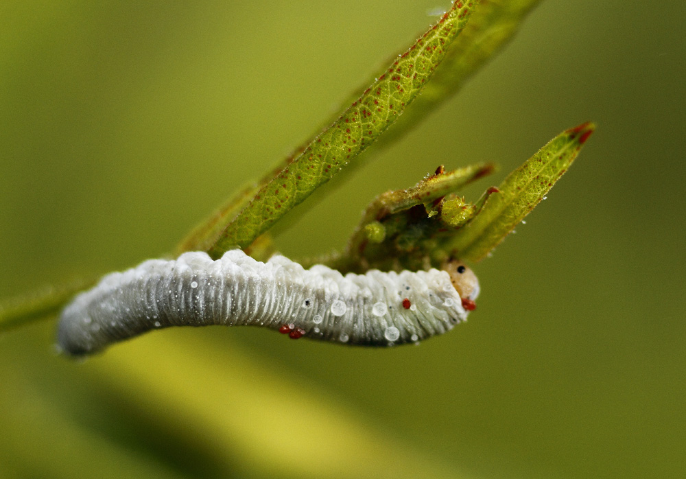 la petite chenille !!!! photo et image | macro nature, macro insectes ...