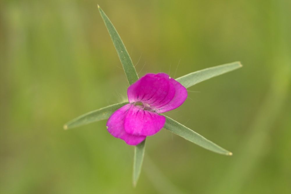 la petite fleur rose photo et image | fleurs, divers, nature Images ...