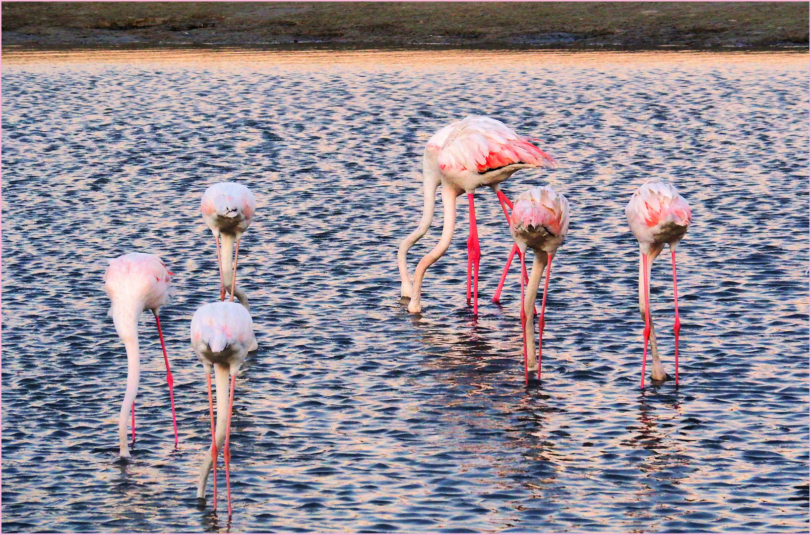 La politique de l'autruche version flamands roses photo et image ...