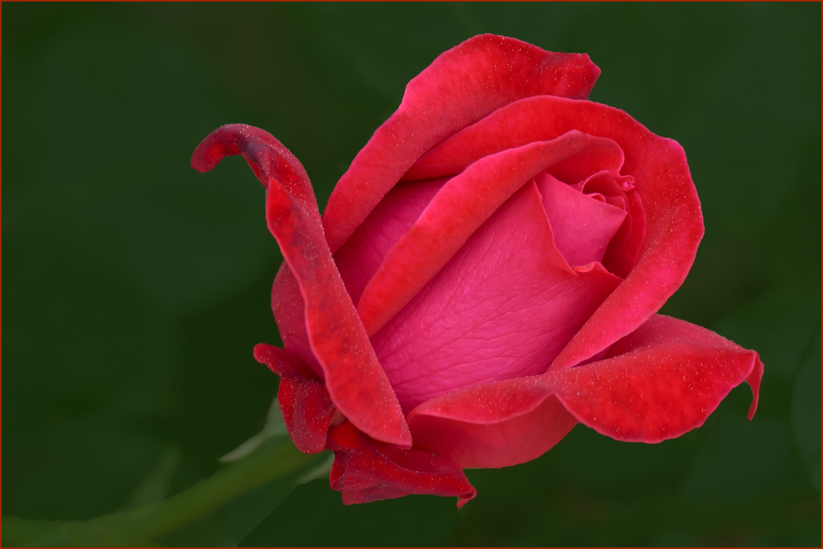 la première de ce beau rouge .... Foto % Immagini| europe, italy ...