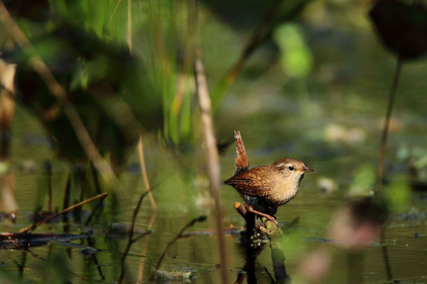 la queue en panache photo et image | animaux, animaux sauvages, oiseaux ...