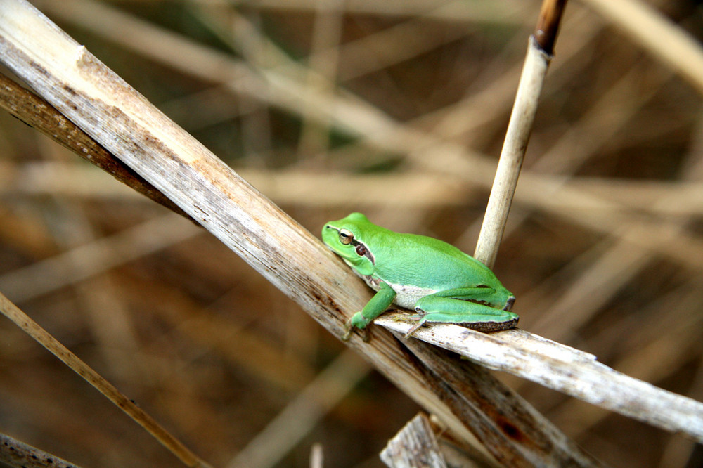 La Rainette méridionale, Hyla meridionalis photo et image | animaux ...