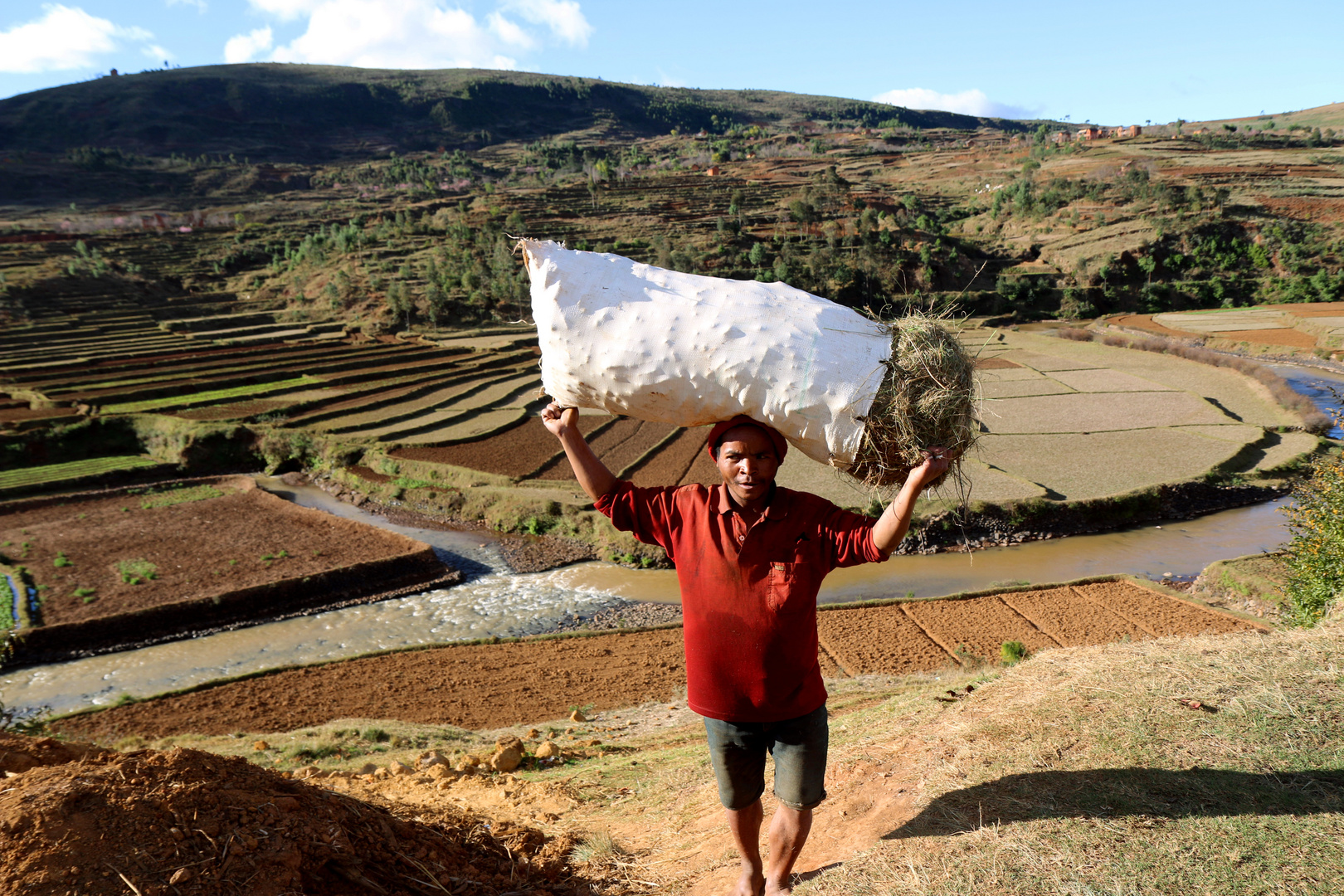 la récolte photo et image | africa, madagascar, eastern africa Images ...
