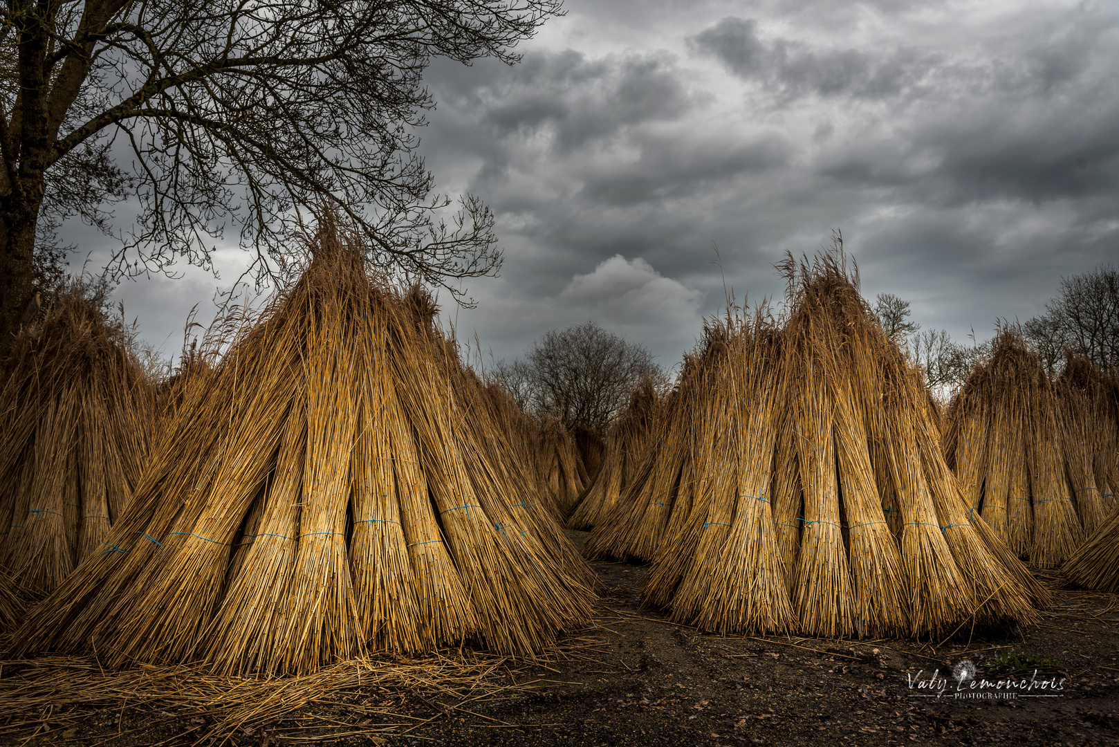 La récolte... photo et image | documentaire & journalisme, reportage ...