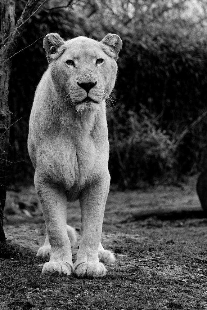 La reine photo et image | animaux, zoo et animaux en captivité, animaux ...