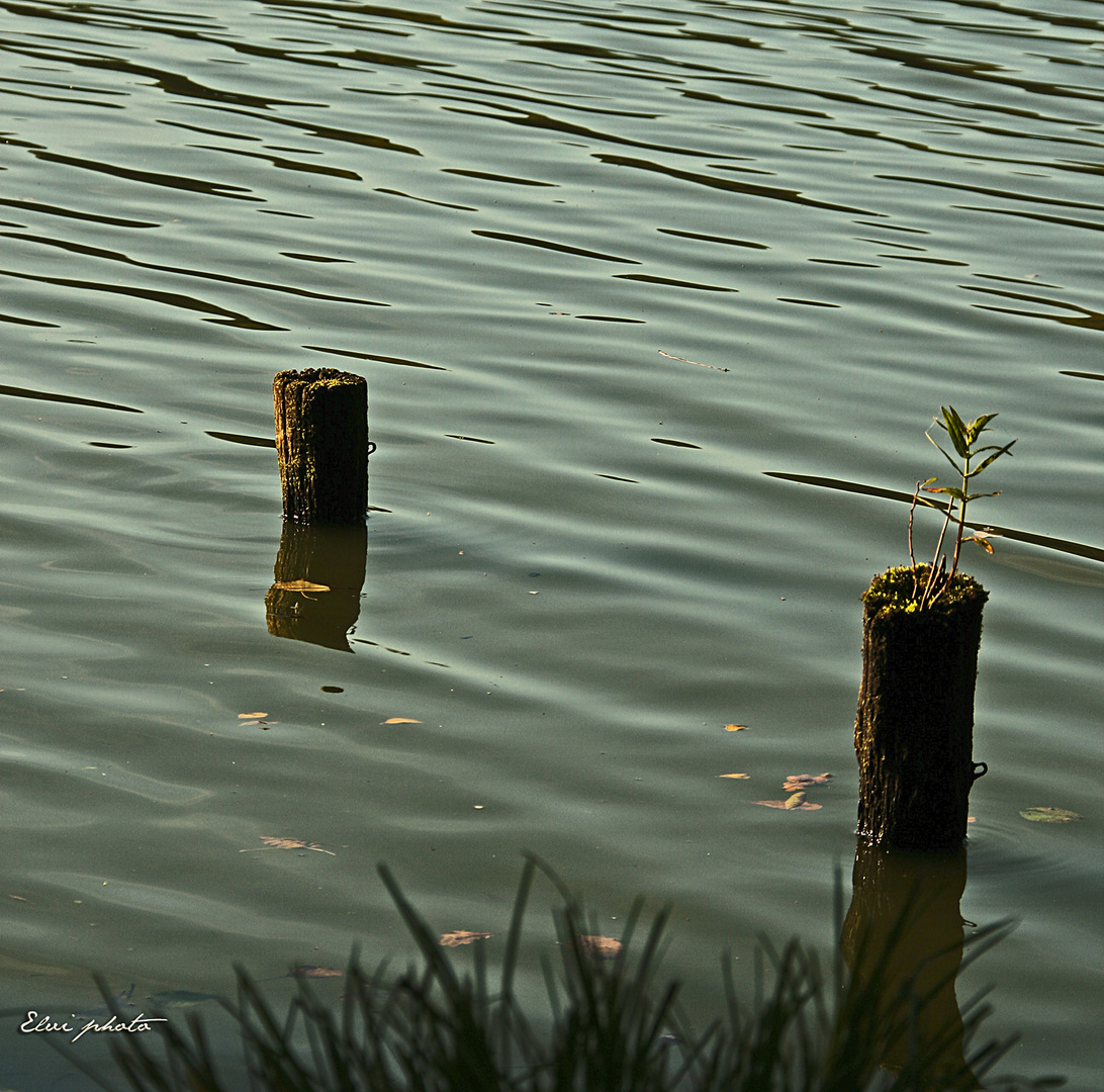 la repousse photo et image | nature abstraite, animations ...