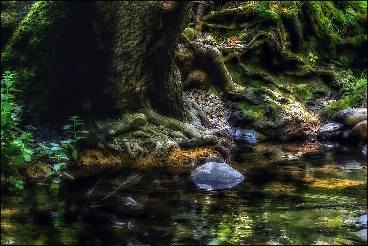 La rivière enchantée photo et image | arbres, la brague(biot), nature ...