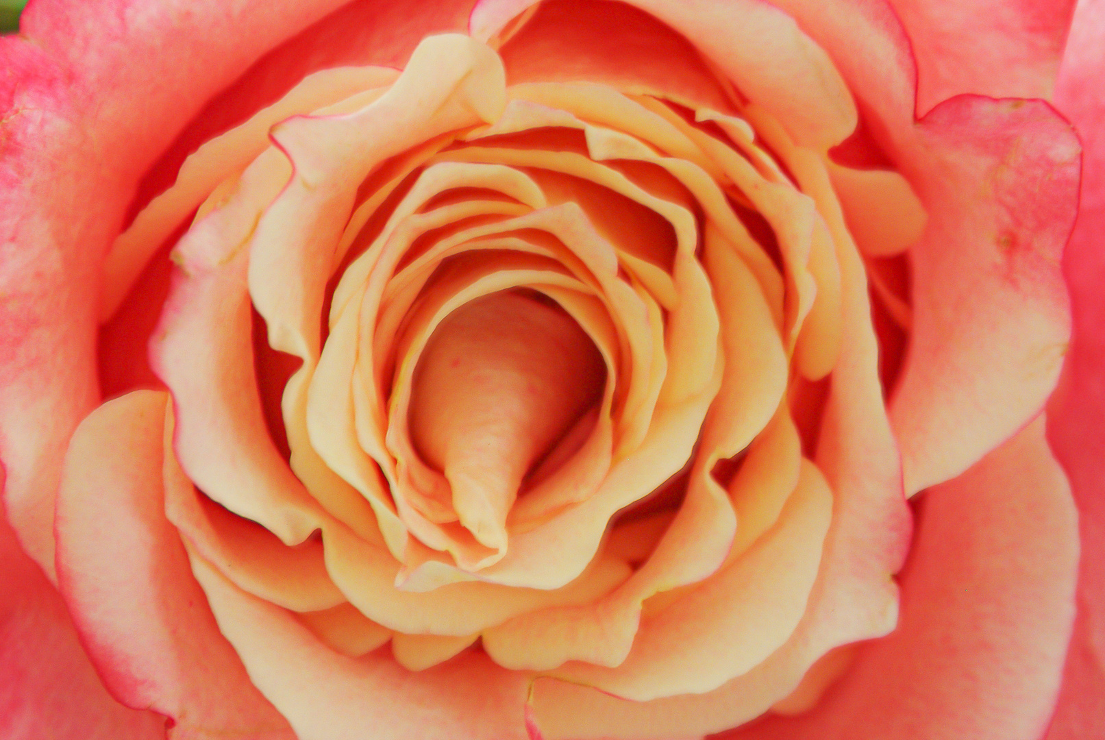 la rosa Foto & Bild | pflanzen, pilze & flechten, blüten ...