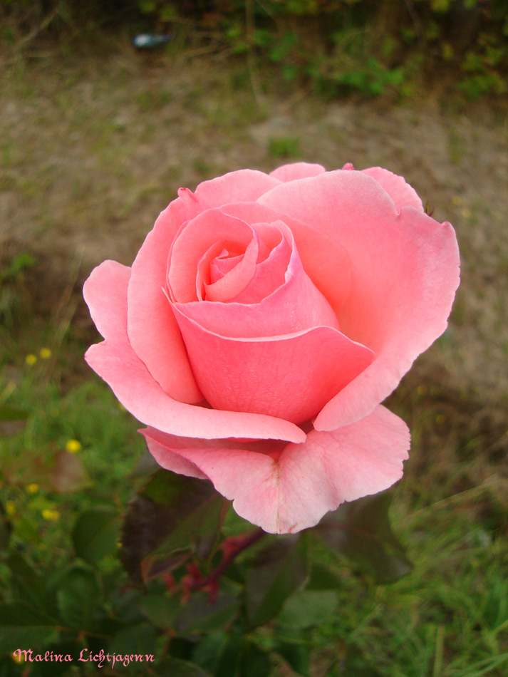 Una Rosa Rosada