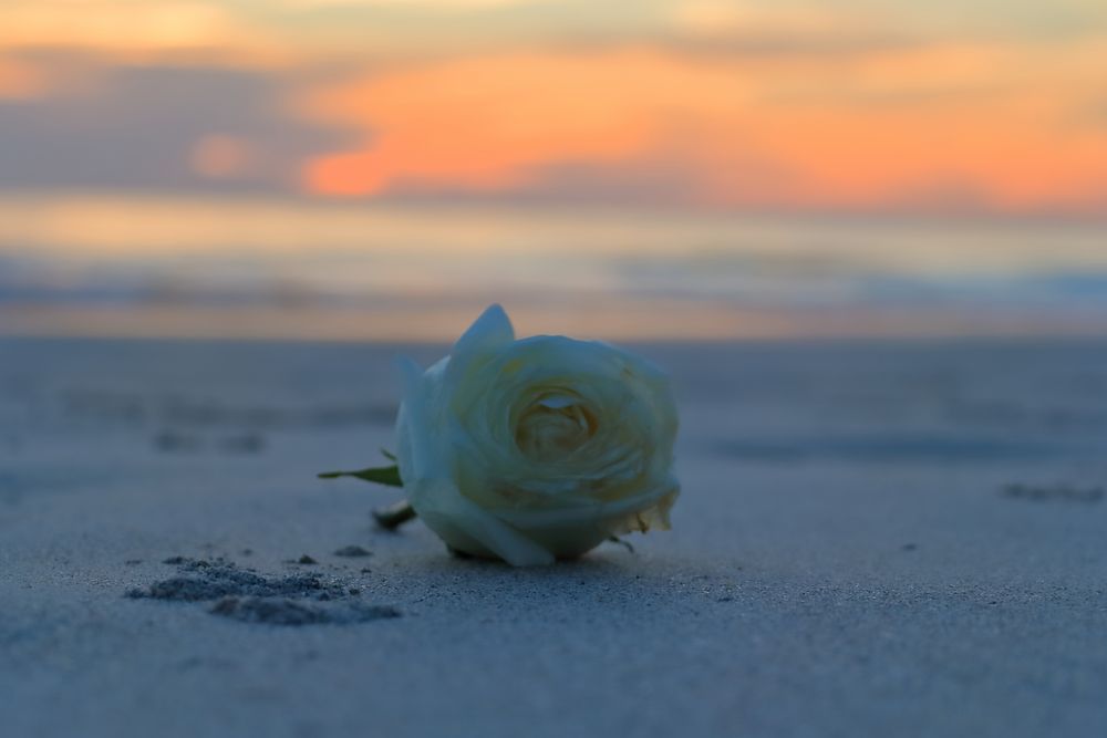 La Rosa y La Playa. Imagen & Foto | paisajes, mar y playa , atardecer ...
