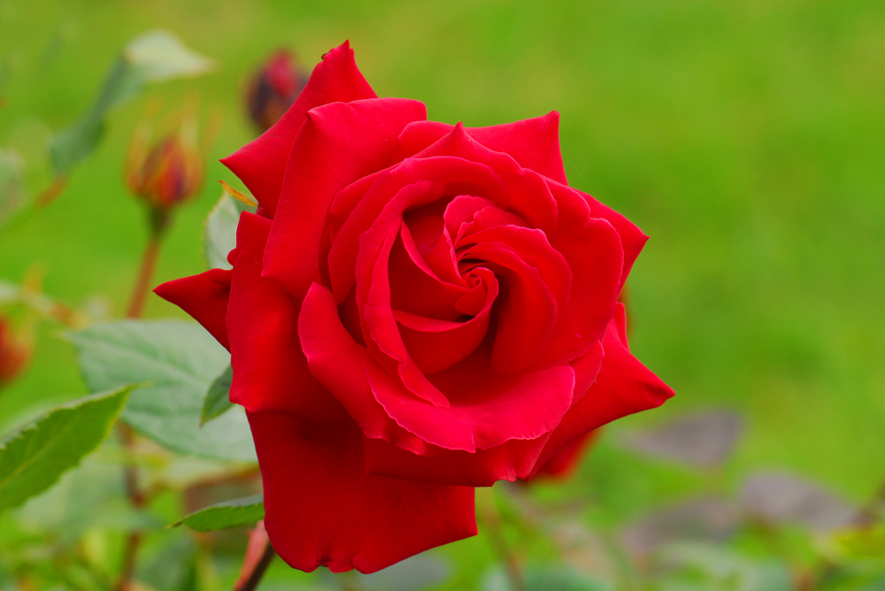 La rose rouge photo et image | animations photographiques, un jour ...