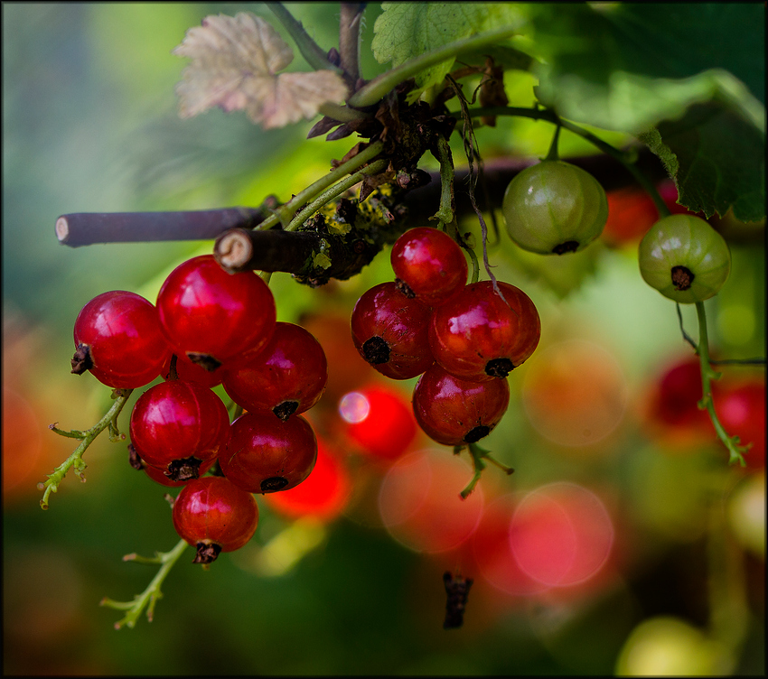 La saison des groseilles photo et image | les fruits, nature Images ...