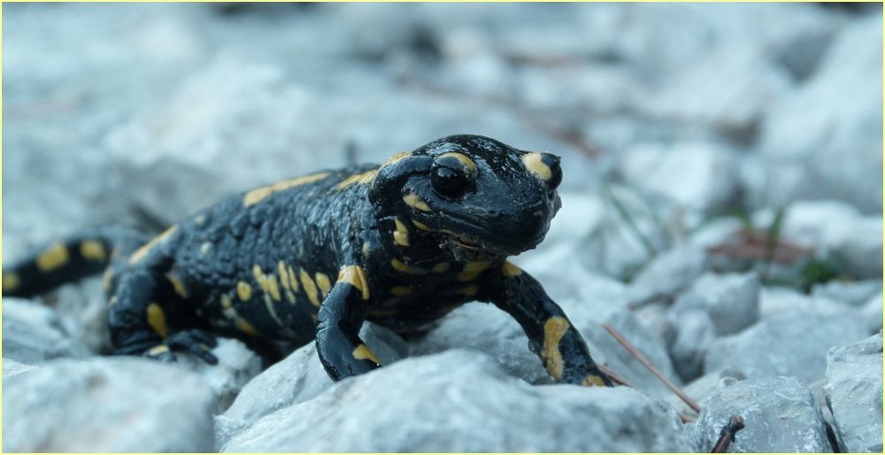 * la salamandre * photo et image | animaux, reptiles, amphibiens ...