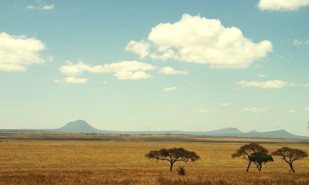 La savana è... Foto % Immagini| paesaggi, natura Foto su fotocommunity