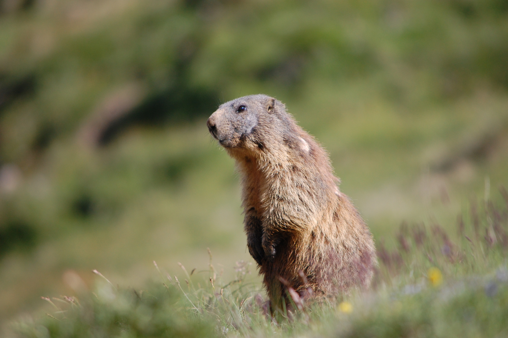 La sentinella Foto % Immagini| animali, mammiferi allo stato libero ...