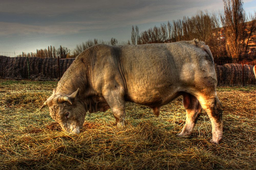 La suerte del semental Imagen & Foto | animales, animales domésticos ...