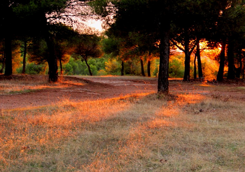 La tarde está muriendo Imagen & Foto | emociones, del sentimiento ...