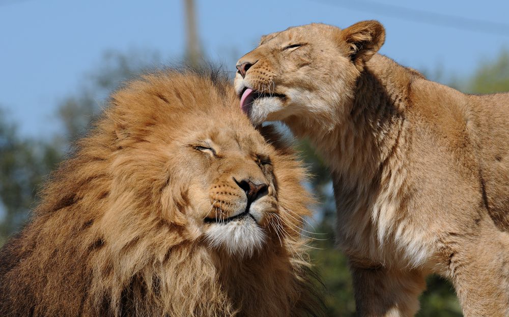 La tendresse d'une Lionne photo et image | animaux, avril 2017 Images ...