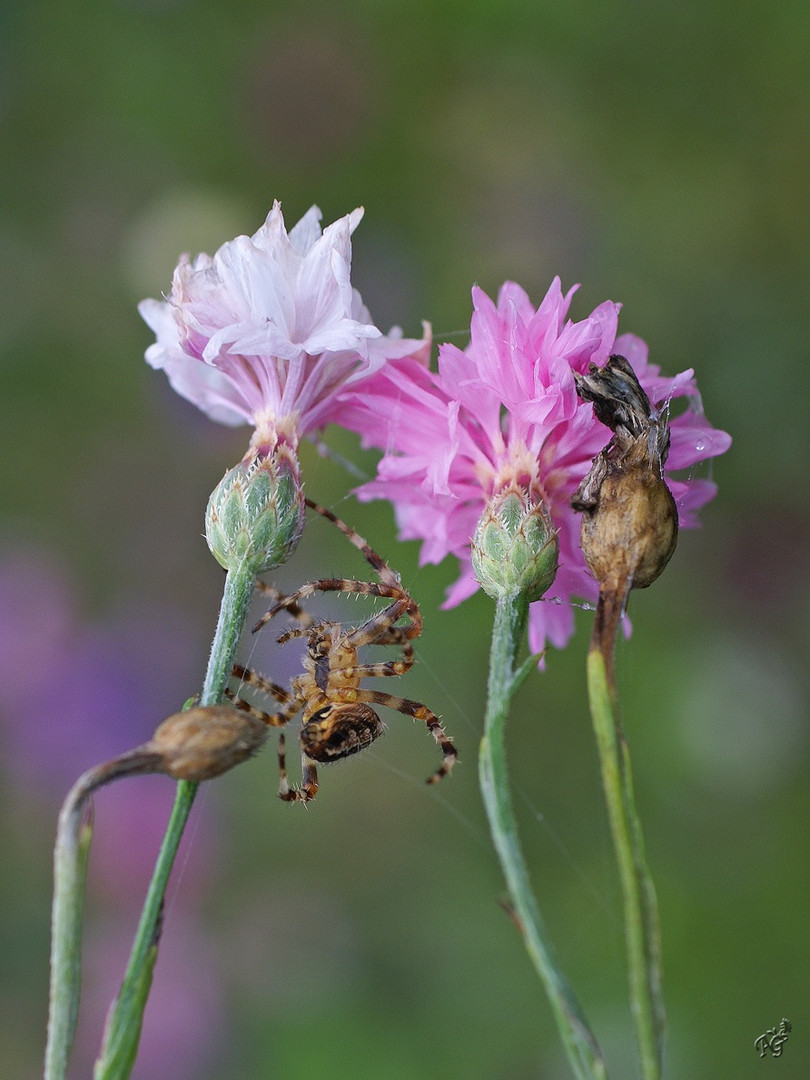 La tisseuse photo et image | macro nature, macro insectes, insectes ...