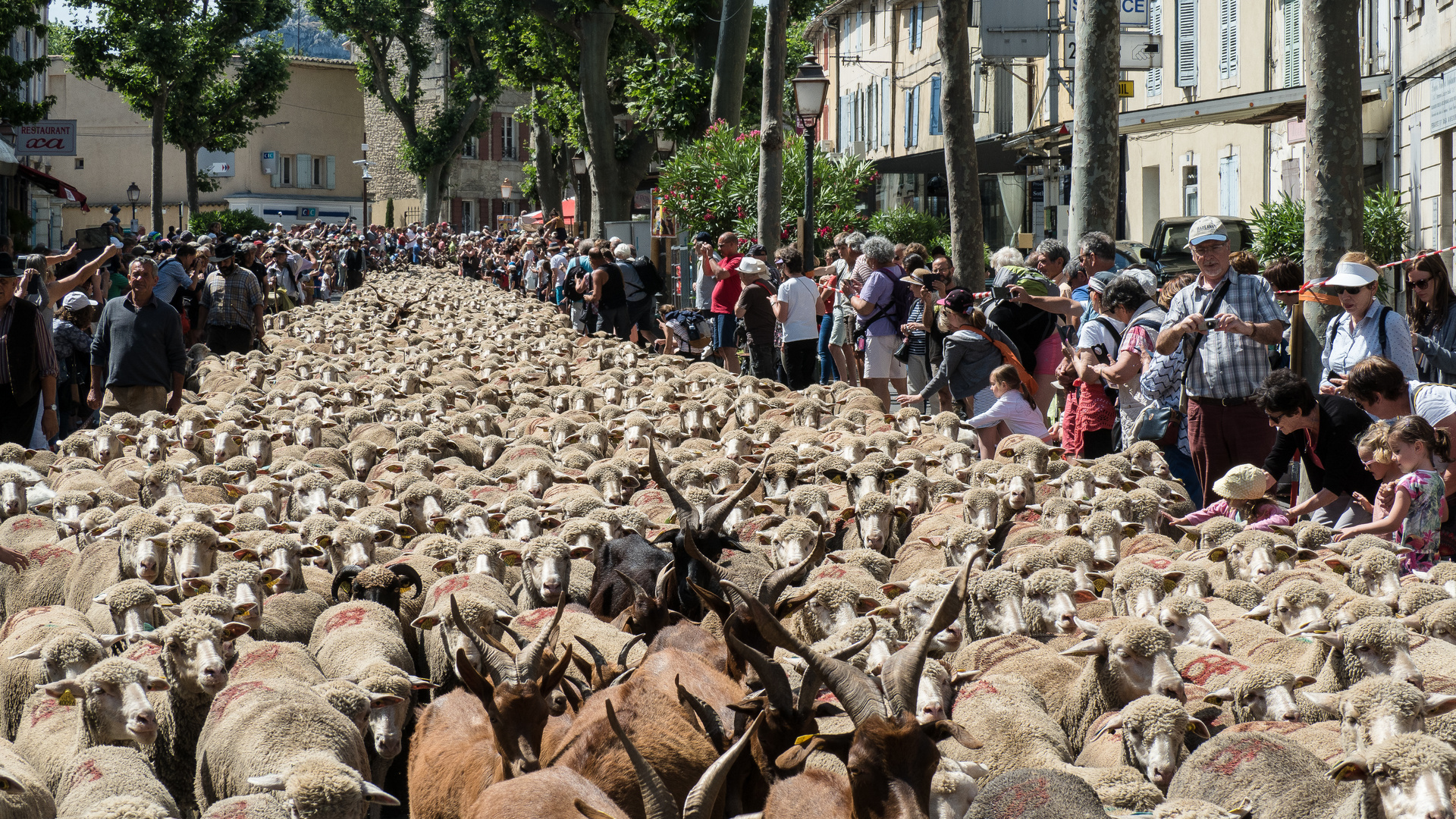 La Transhumance Foto & Bild | europe, france, provence-alpes-côte d ...