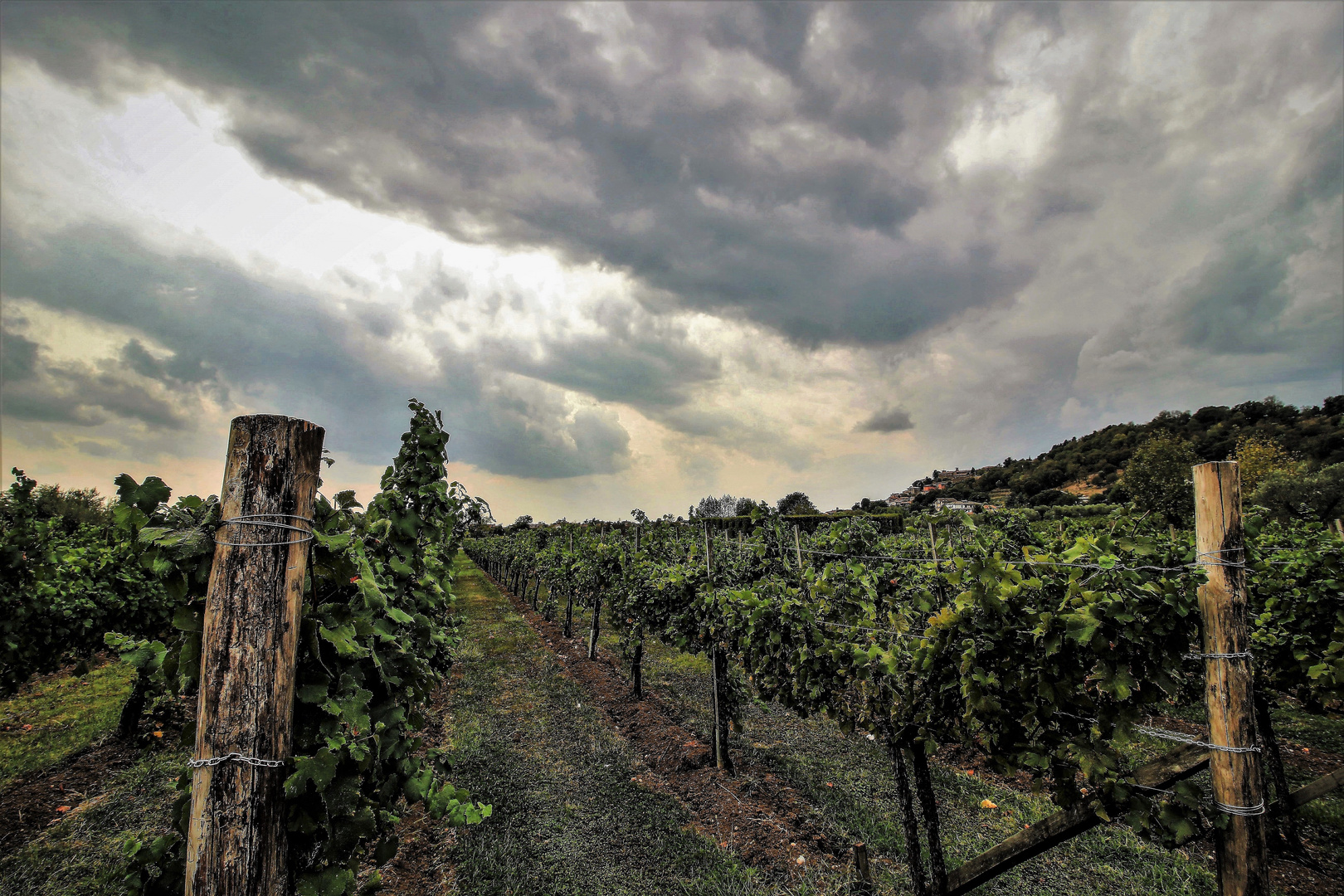 la vigna Foto % Immagini| nature, natur, wein Foto su fotocommunity