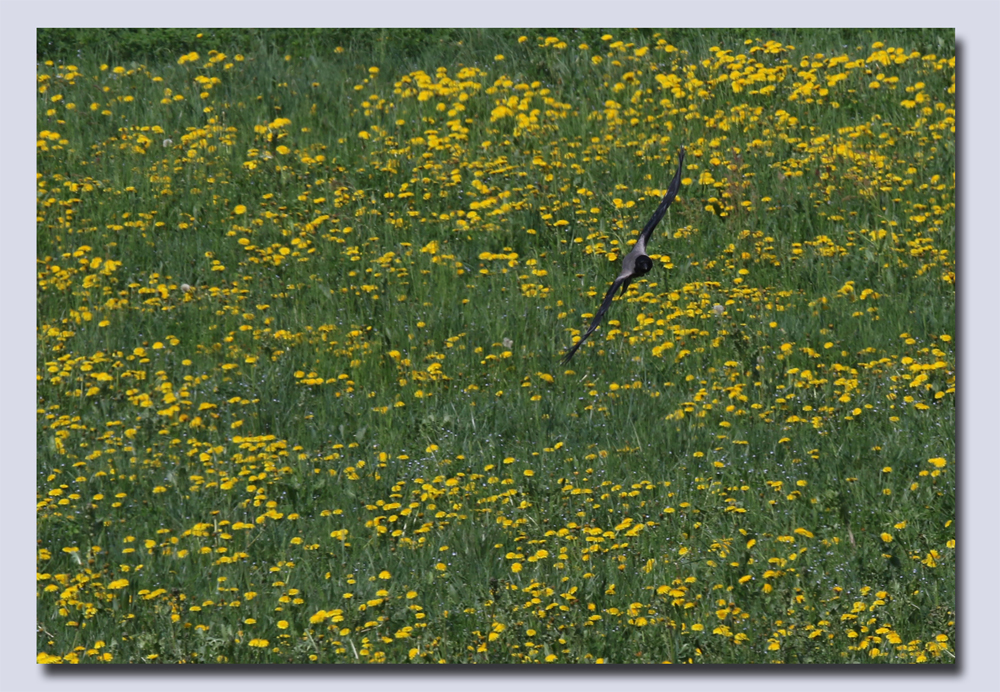 La virata Foto % Immagini| photography, animali, natura Foto su ...
