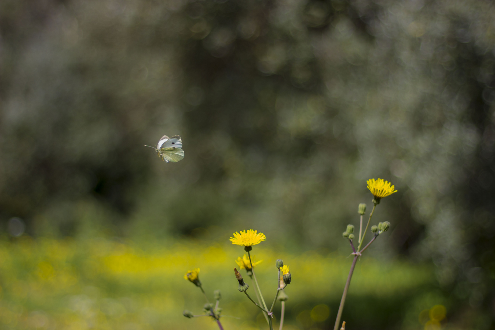 La vispa Teresa Foto % Immagini| macro e close up, macro di insetti ...