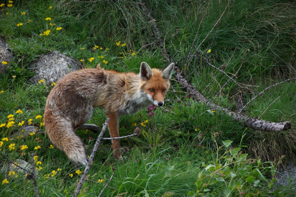 la volpe Foto % Immagini| montagna, all'aperto, fauna selvatica Foto su ...