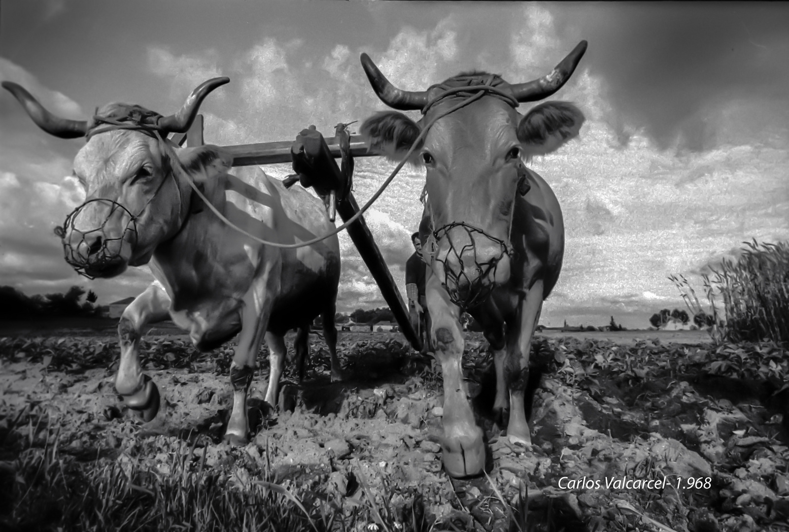LA YUNTA DE BUEYES Imagen & Foto | siglo xx.animales, motivos Fotos de ...