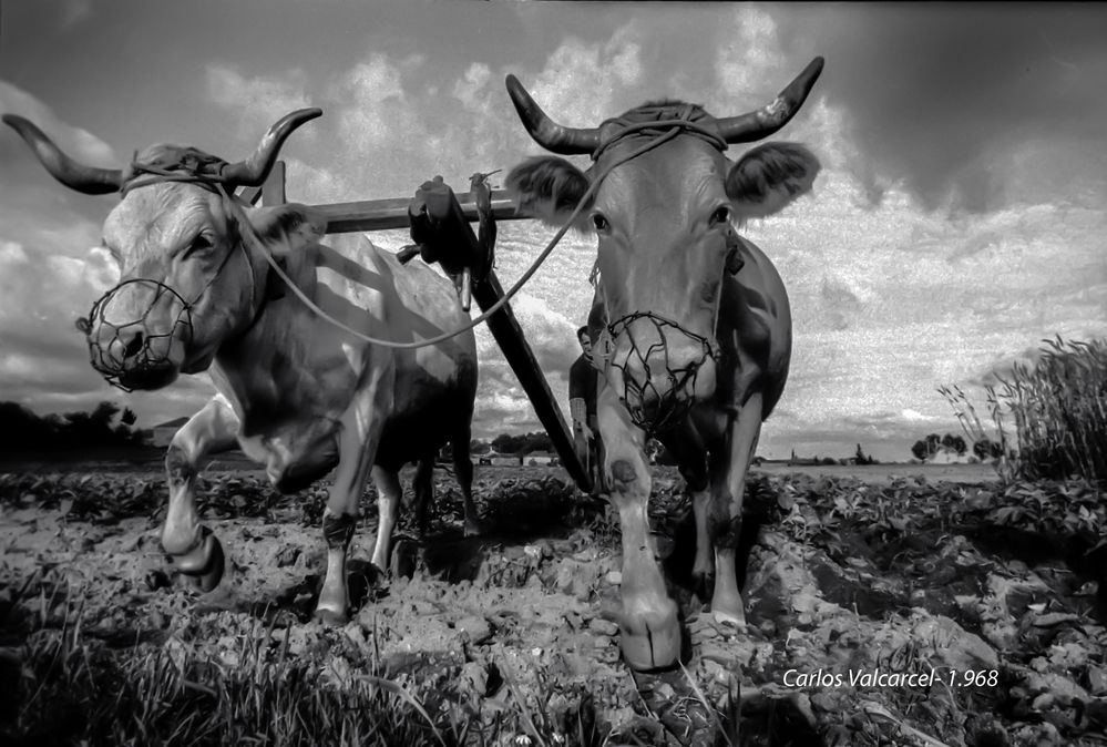 LA YUNTA DE BUEYES Imagen & Foto | siglo xx.animales, motivos Fotos de ...
