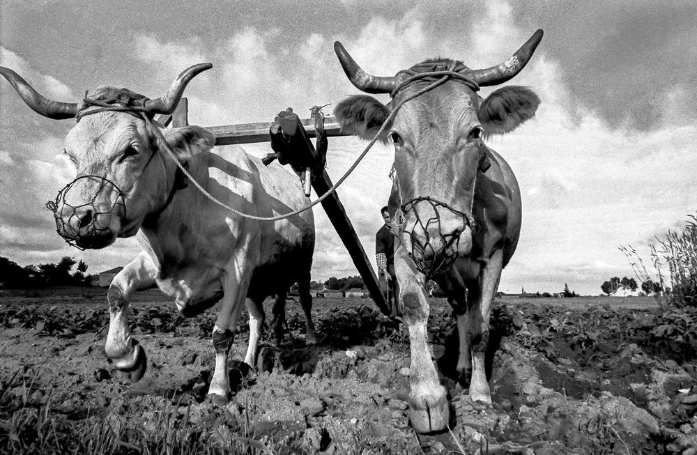 LA YUNTA .fuerza de sangre. Imagen & Foto | sigloxx animales, motivos ...