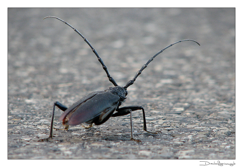 Laaaange Fühler Foto & Bild | tiere, wildlife, insekten Bilder auf ...