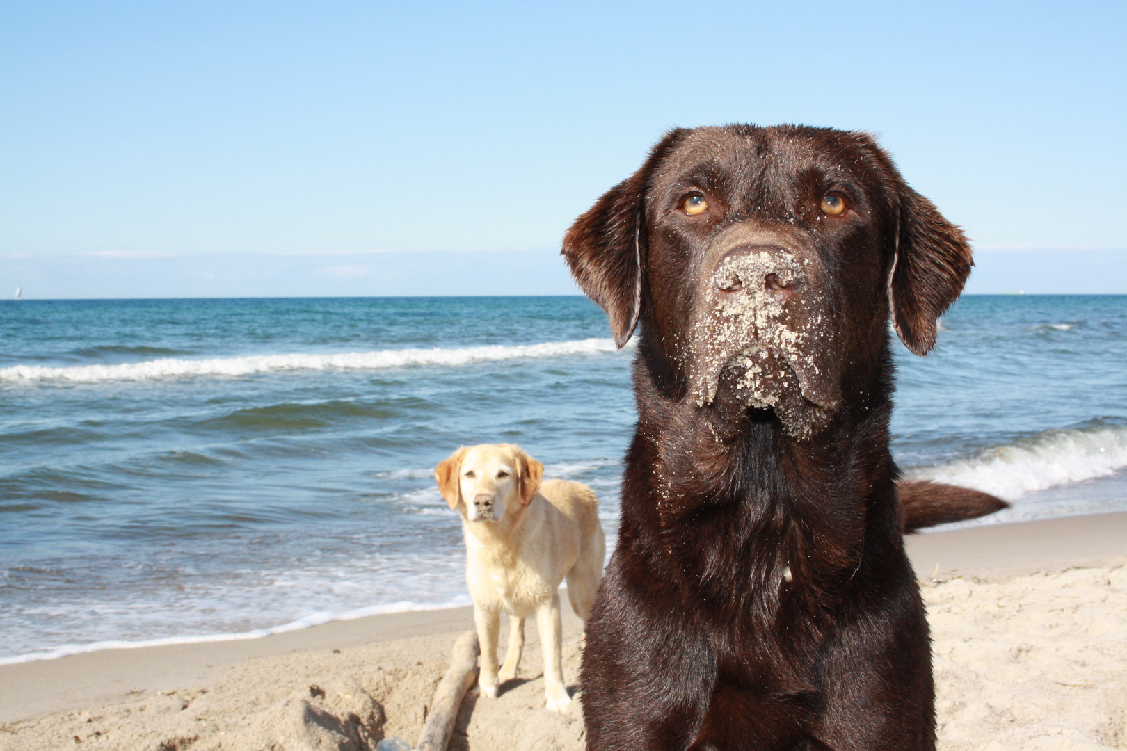labbis am strand Foto & Bild | tiere, haustiere, hunde Bilder auf ...